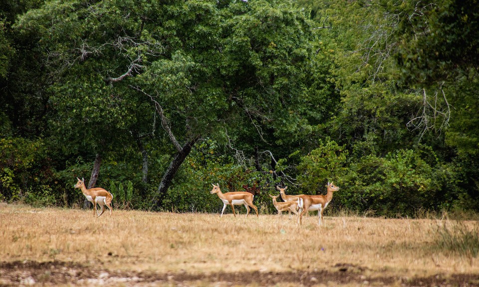 Gallery – Blanco Cattle & Exotics, LLC